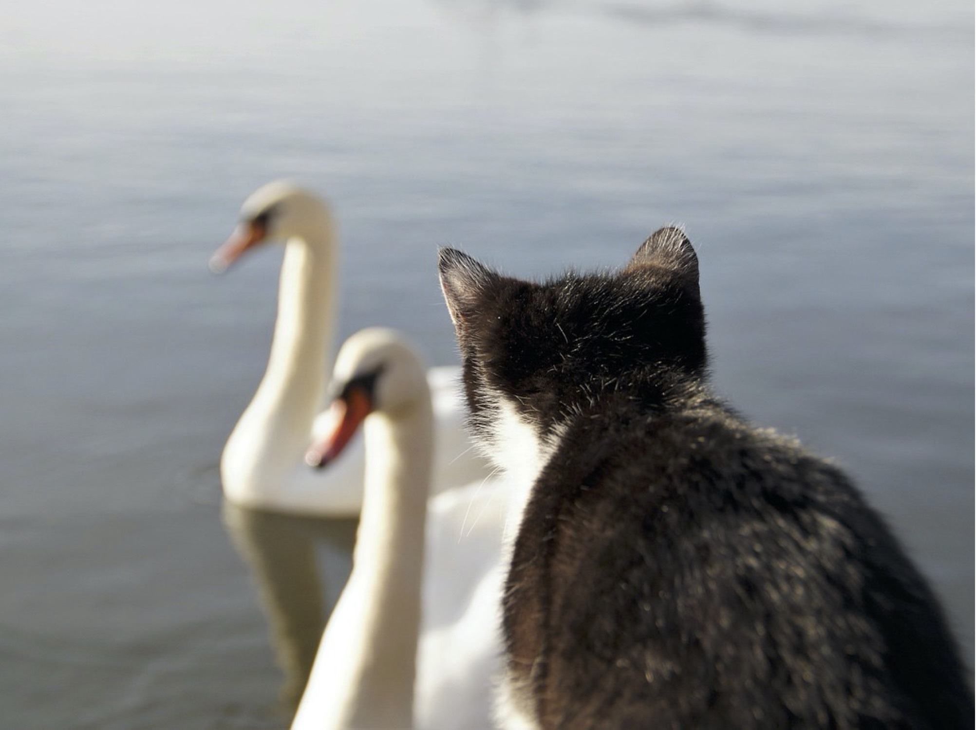 Webinar: food security and tackling misinformation in crisis ...